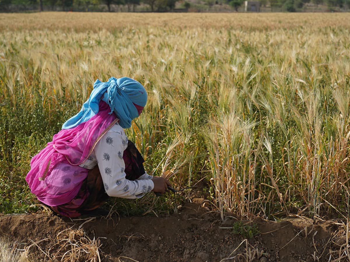 Rajasthan's Rabriyawas once a dustbowl, is now a thriving agricultural hub