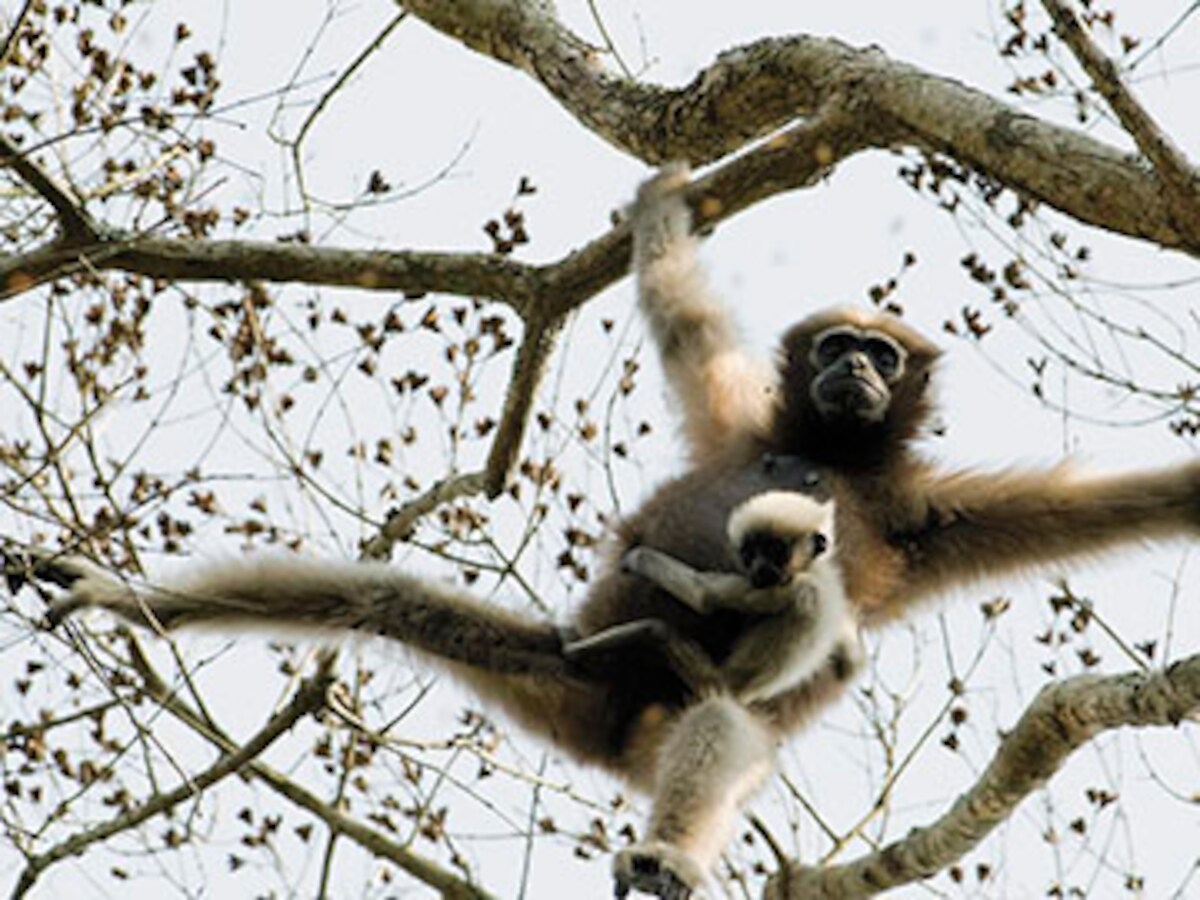 Monkey business: The thriving primates of Assam