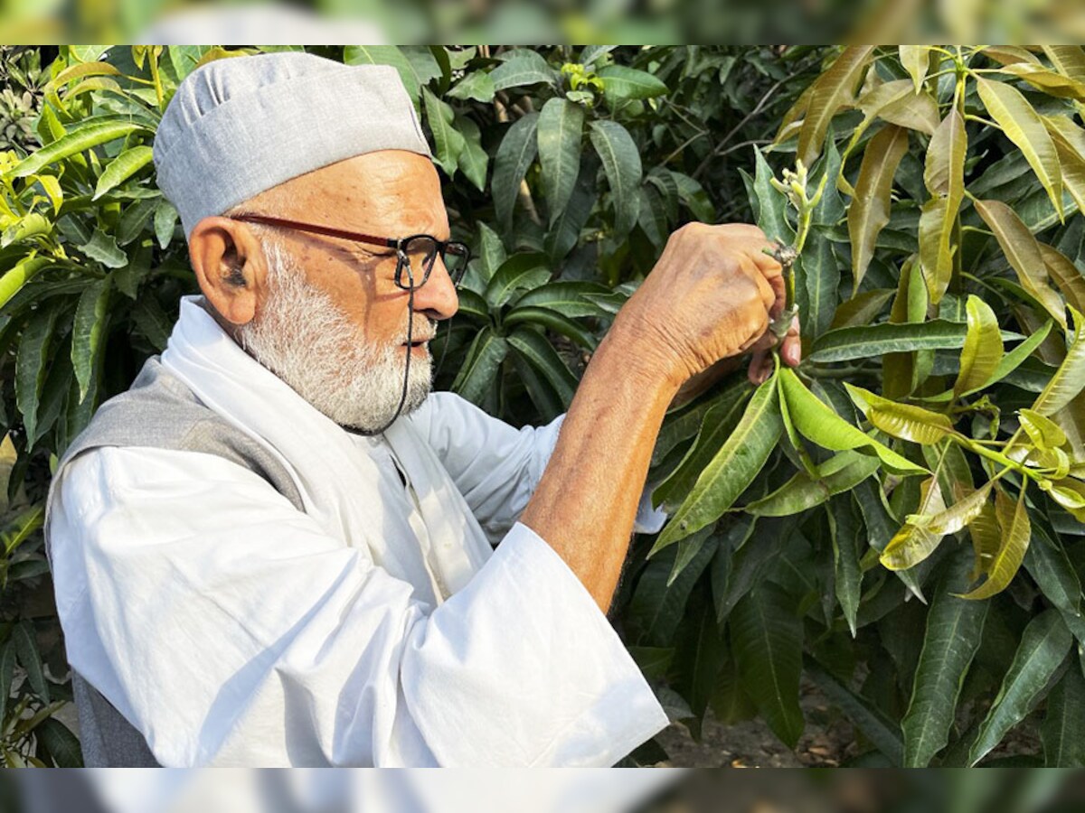 Meet India's mango man, father of 300 varieties