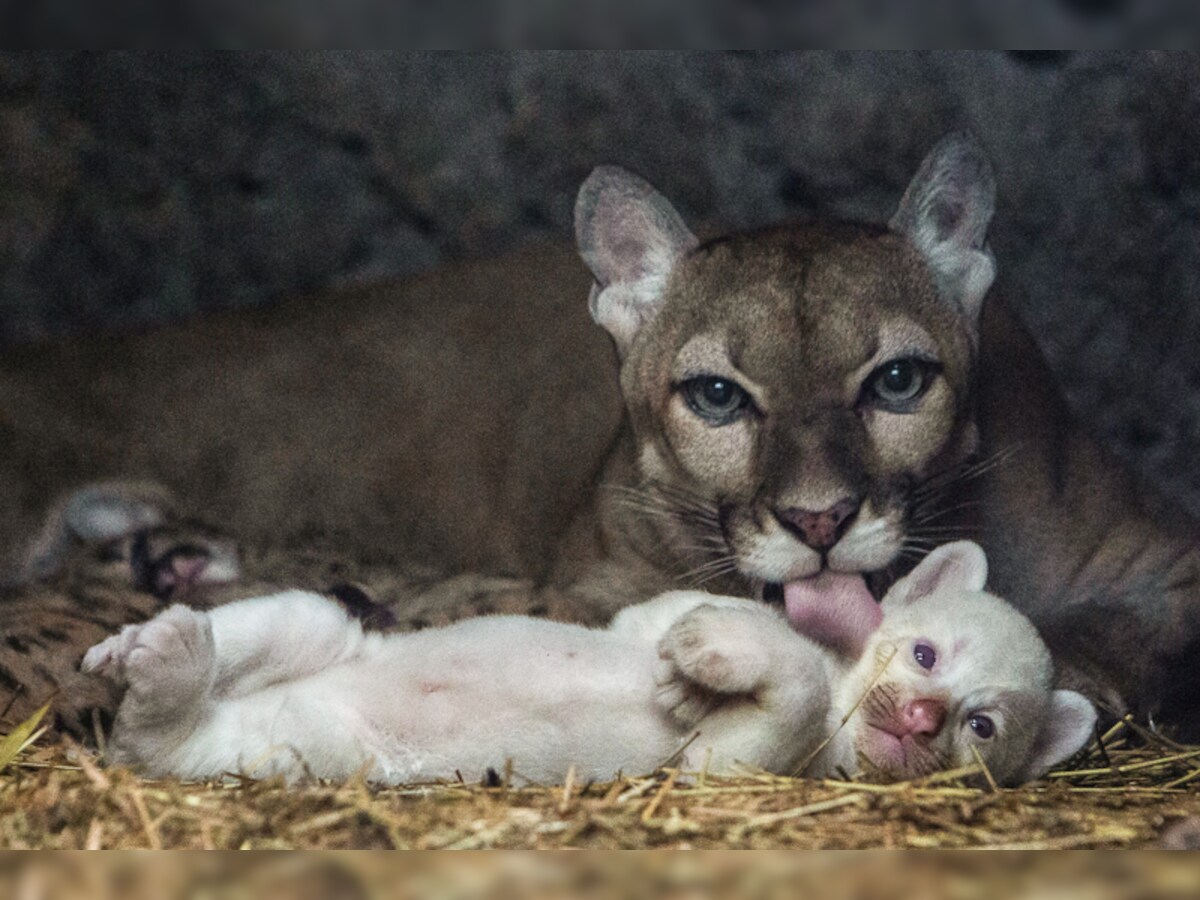 Sha'carri Richardson's pitch-quivering 100m, a German show with 450k ...