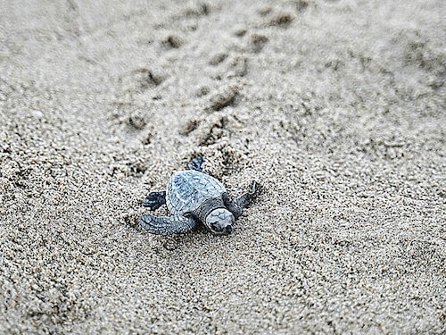 Olive Ridley Turtles | World News, Latest and Breaking News, Top ...