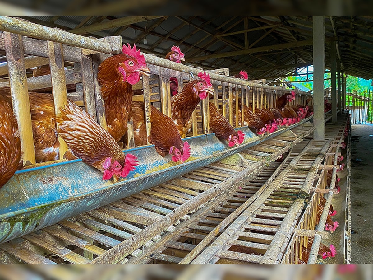How animal cruelty harms humans