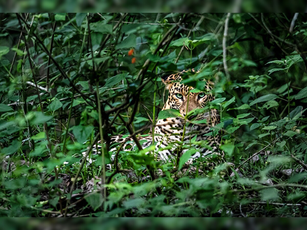 World Wildlife Day: All the creatures, tender and powerful