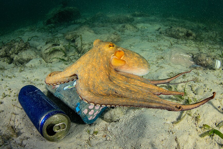 Plastic, Pollution, Waste: Octopuses Are Taking Refuge In Plastic Waste ...