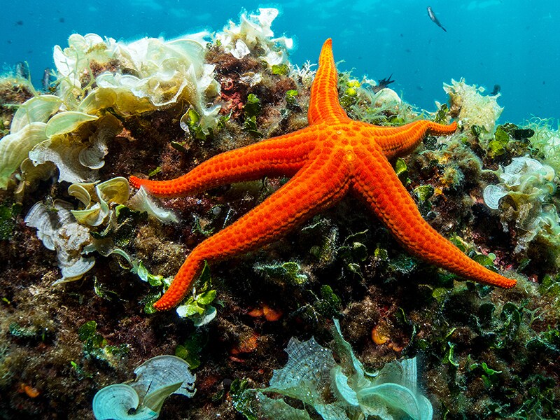 Global Warming Could Benefit Coral-eating Starfish - Forbes India