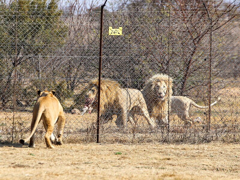 South Africa To End Captive Lion Breeding For Hunting - Forbes India